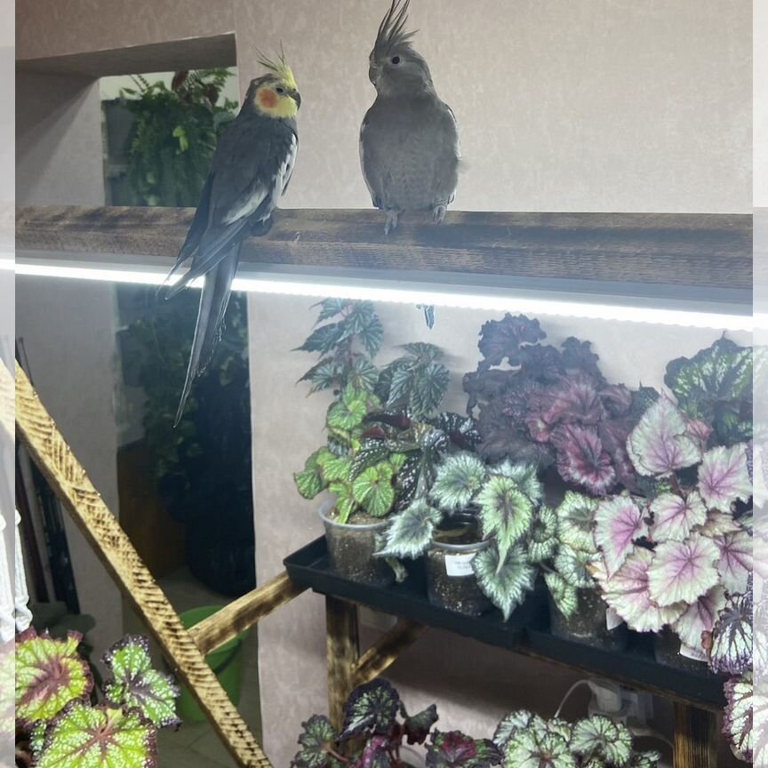 Корелла попугаи