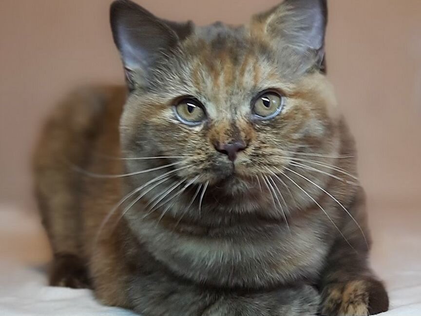 Кошечка британка,5 мес,в окрасе Солнце в Шоколаде
