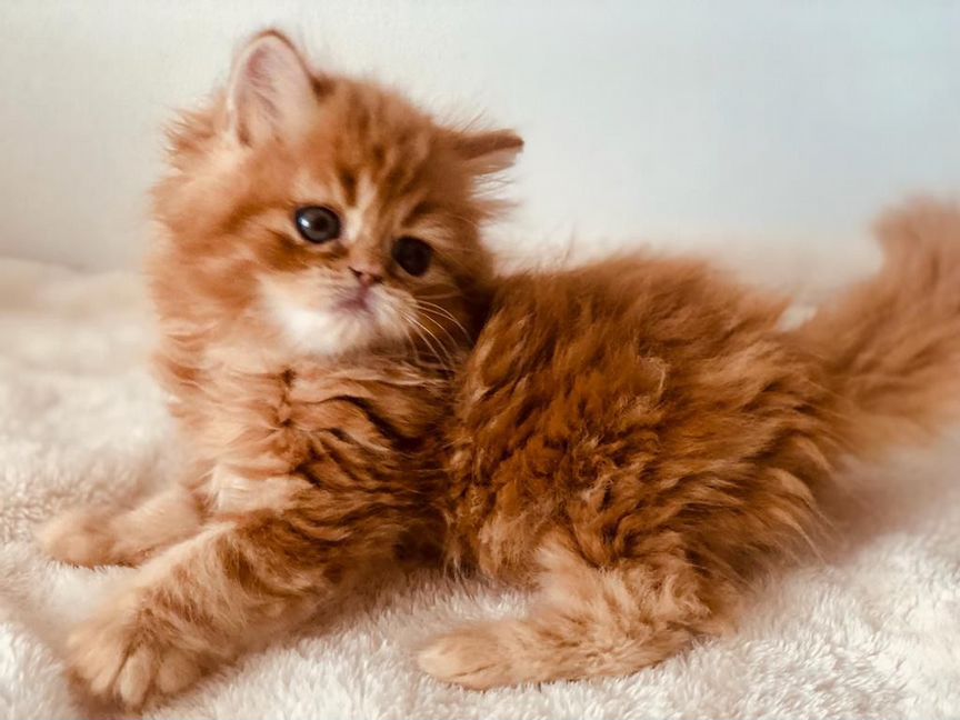 Шотландские рыжики