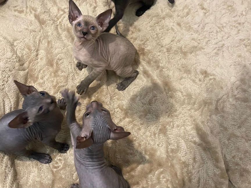 Котята донского сфинкса