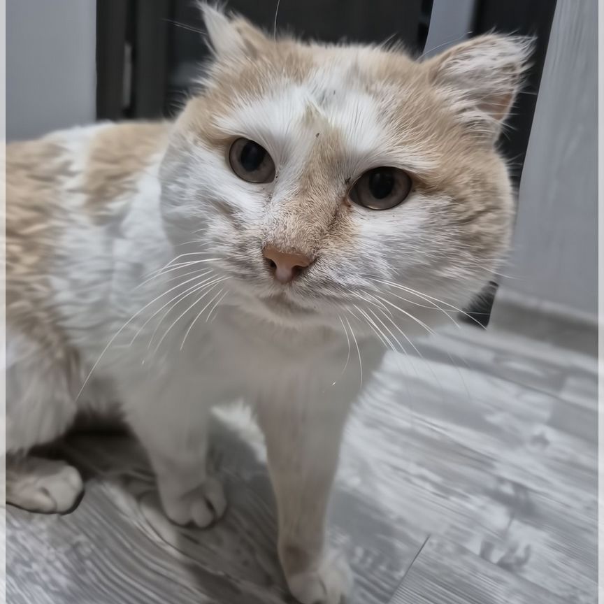 Взрослый кот в добрые руки