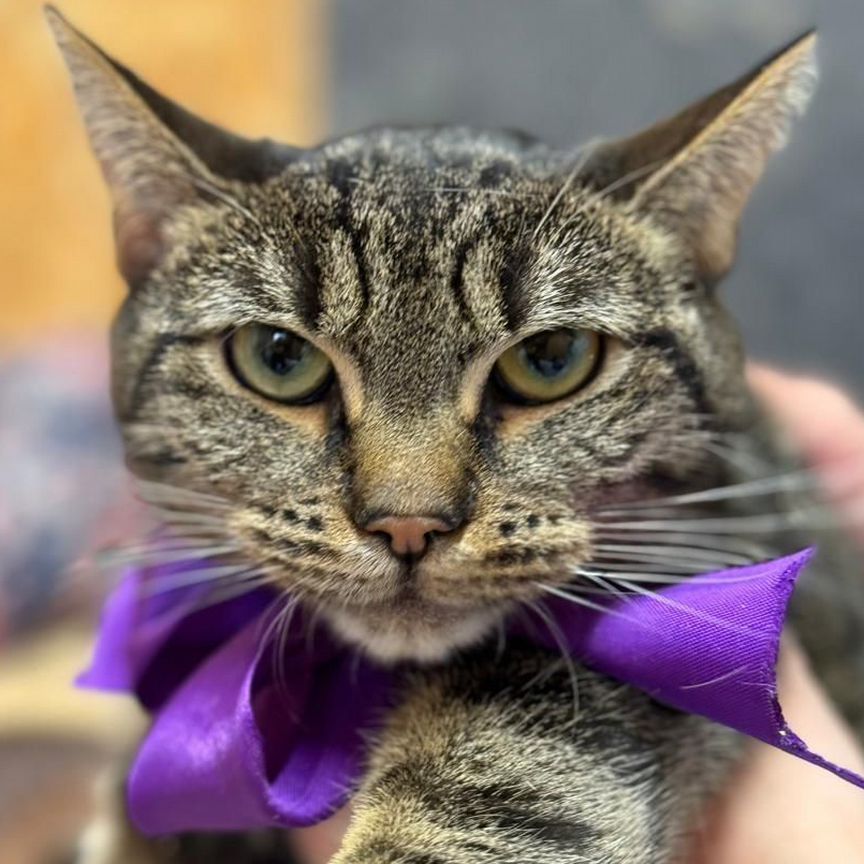 Ласковая кошечка Тося в поисках семьи