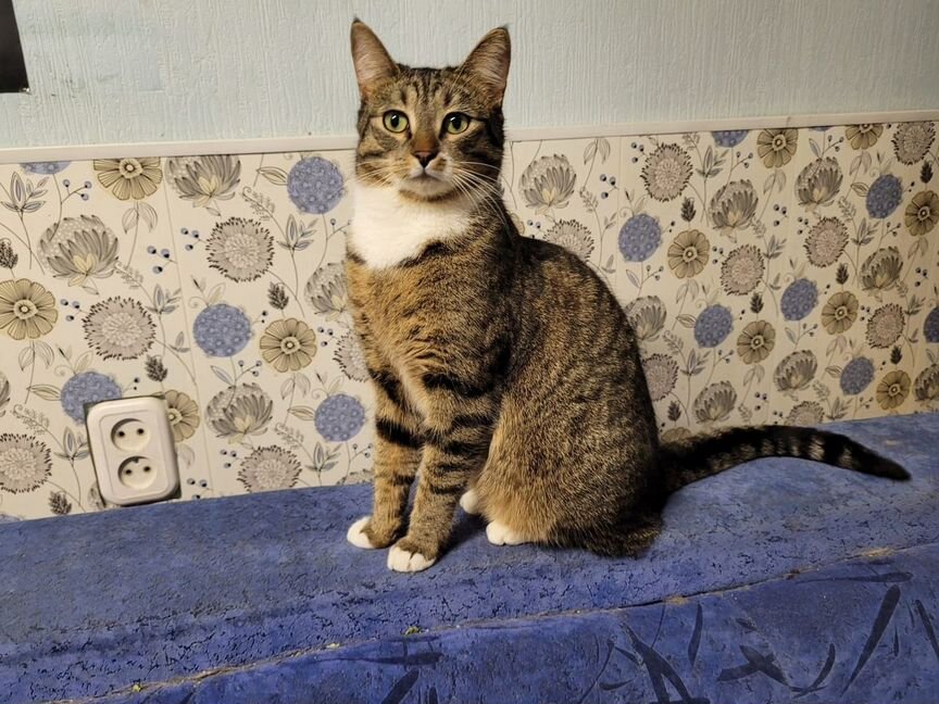 Котик Барашек ищет дом