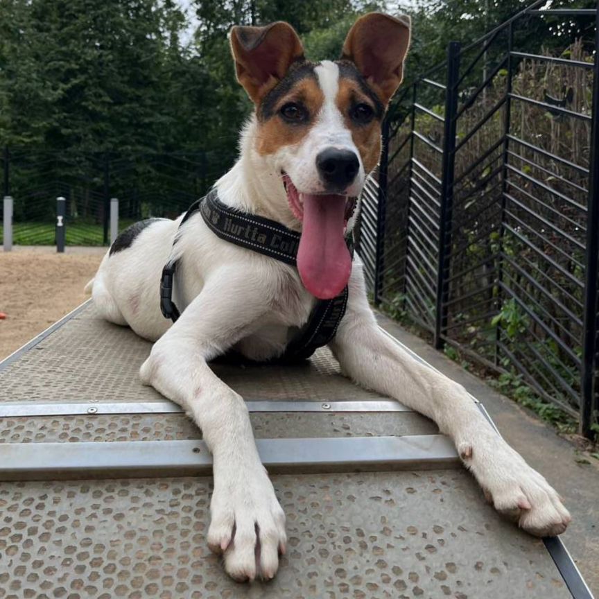 Щенок в добрые руки