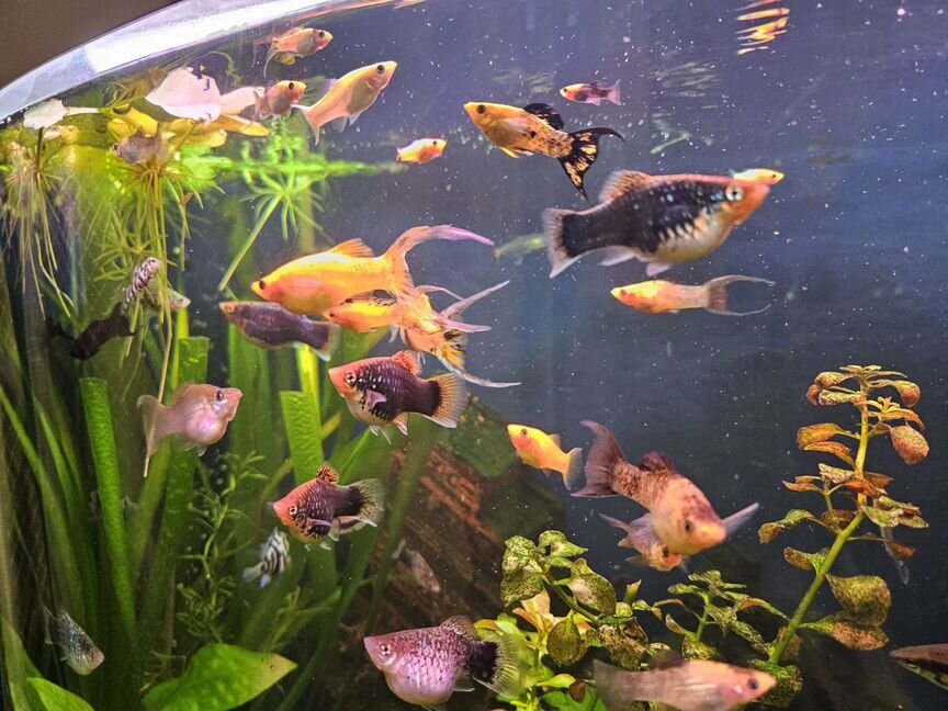 Молинезии и пицилии