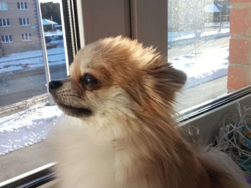 Чиха мини. Кобель. Вязка