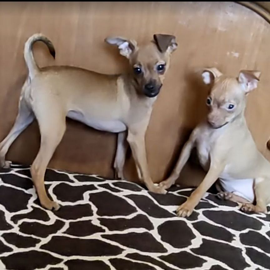 Русский той-терьер, щенок