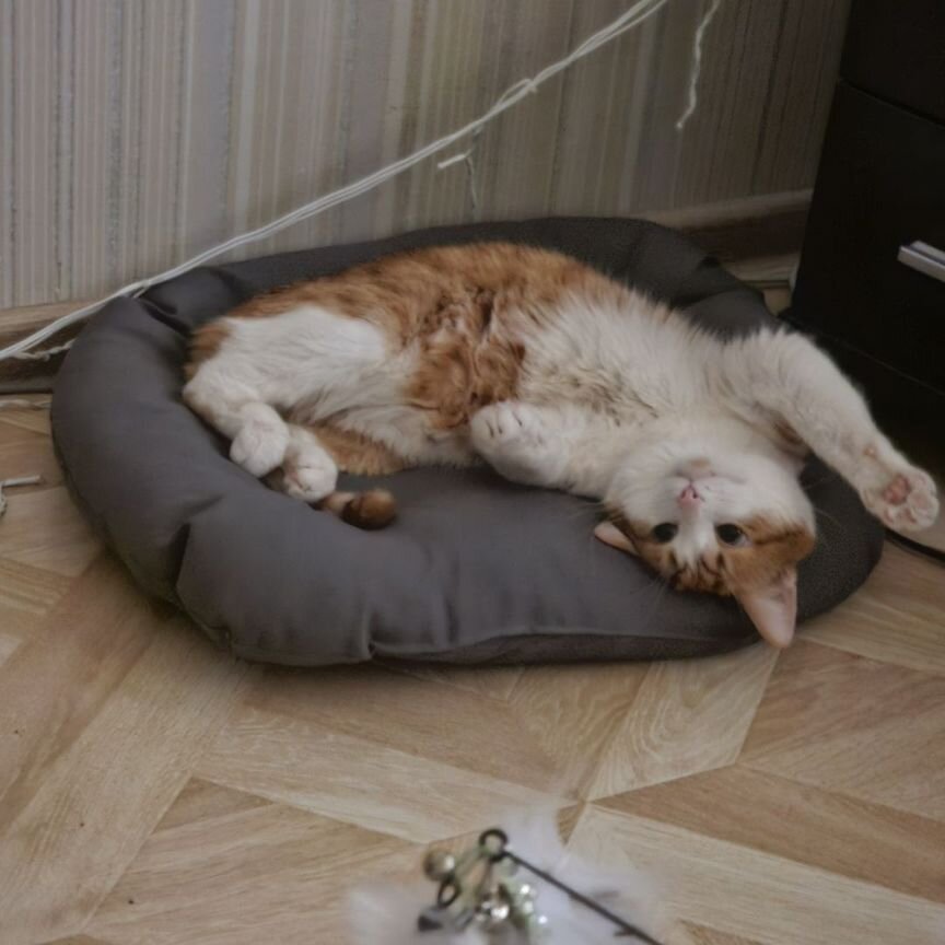 Кот Беляш