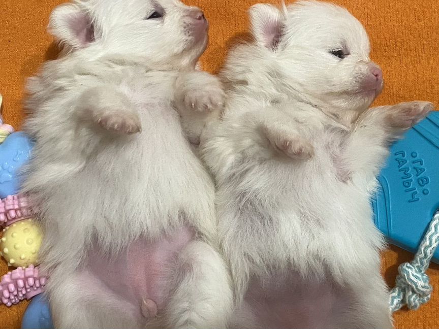 Щенки щпиц померанский, белый