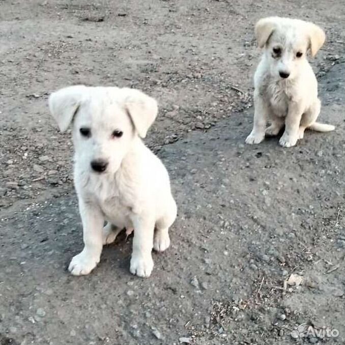 12 щенков Возможна доставка