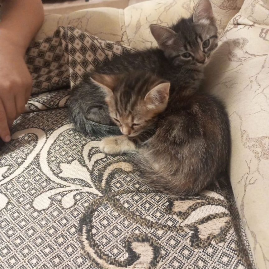 Домашние животные котята