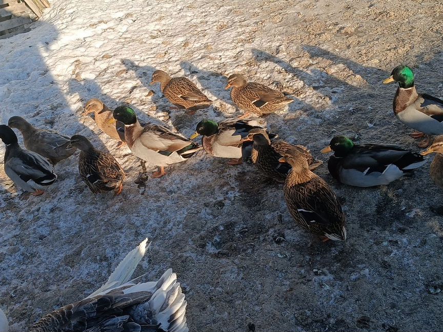 Декоративные птицы