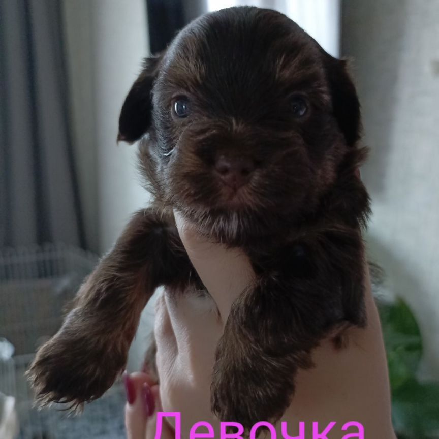 Щенки бивер йорка шоколад