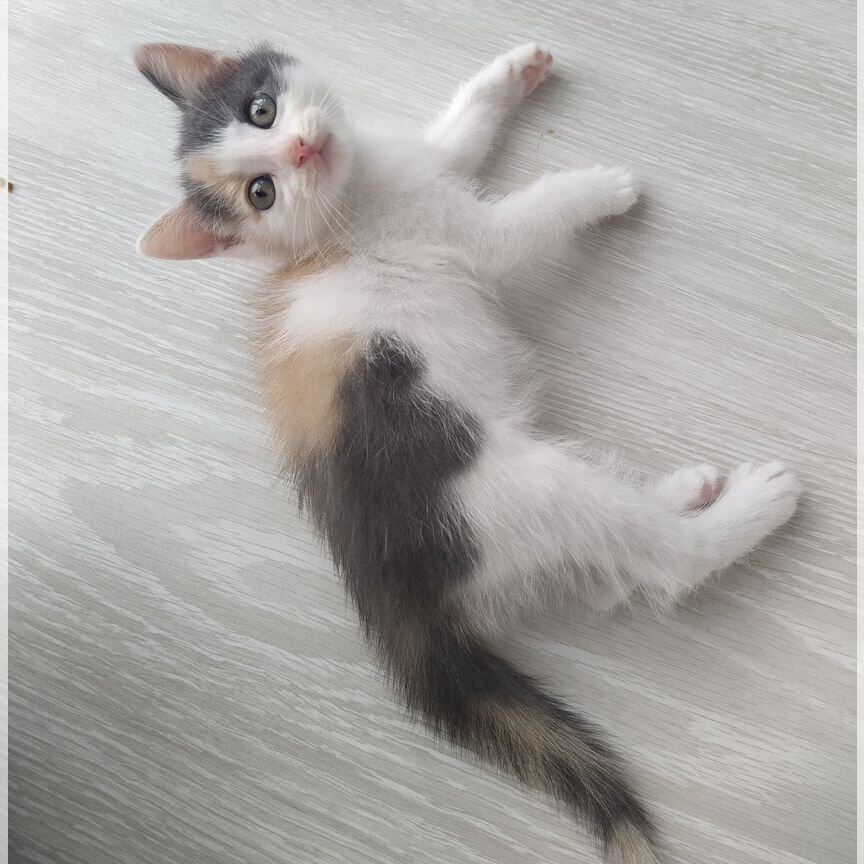 Котёнок девочка трёхцветная