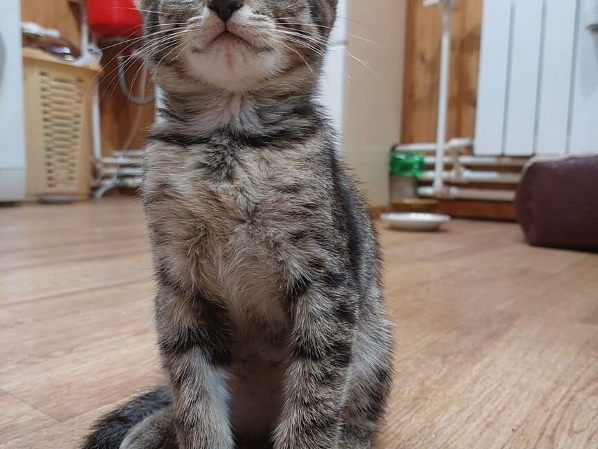 Котята в добрые руки бесплатно
