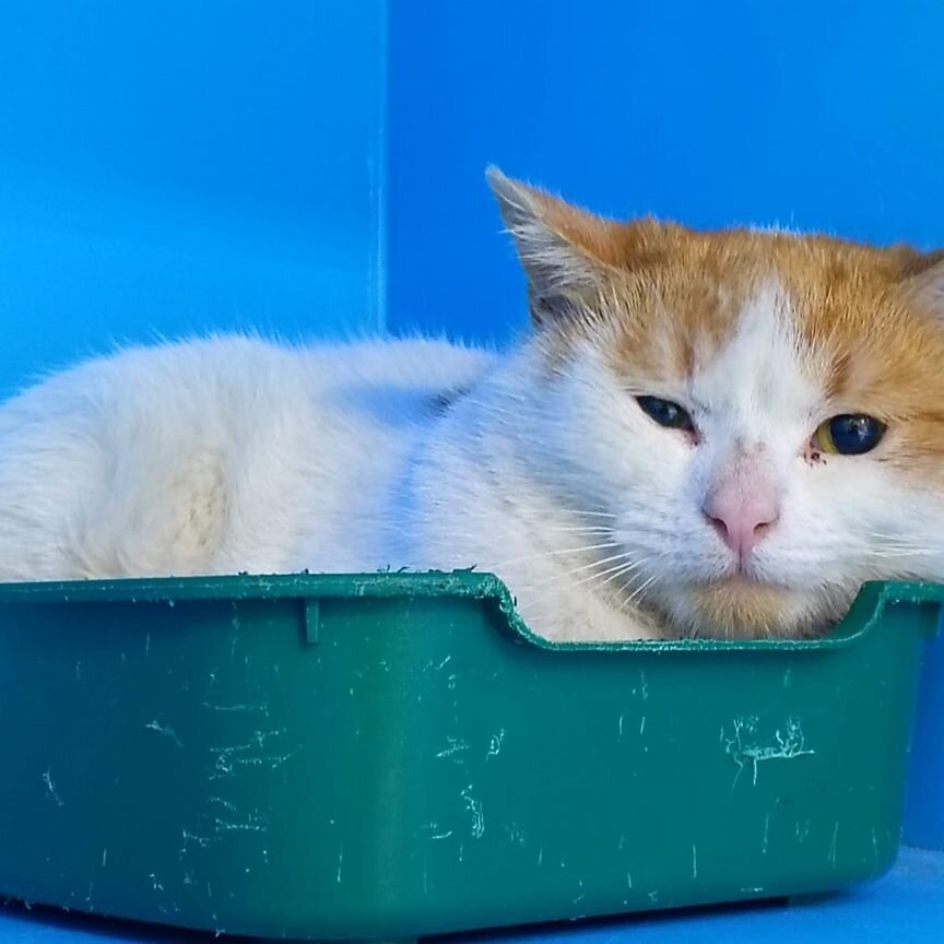 Испуганный котик Клевер ищет семью