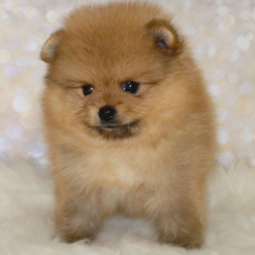 Померанский шпиц рыжая девочка с родословной