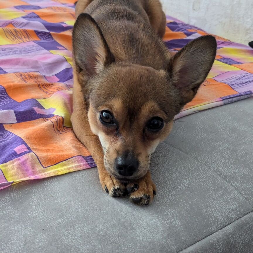 Бантик ищет дом