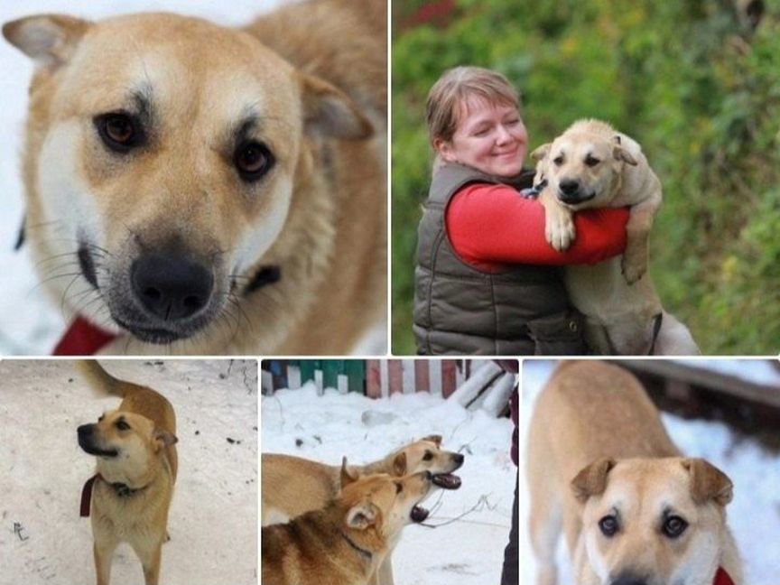 Собака на любителя