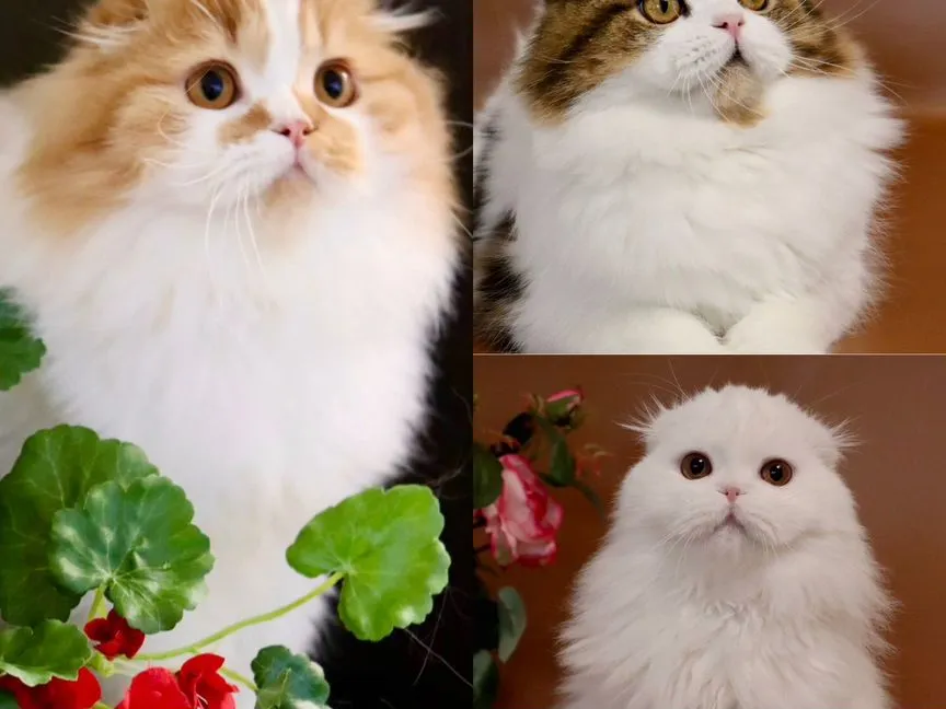 Шотландский кот Фолд