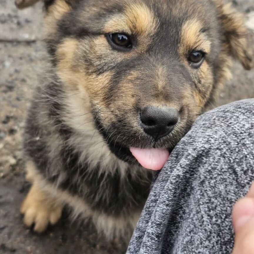 Собака в добрые руки бесплатно