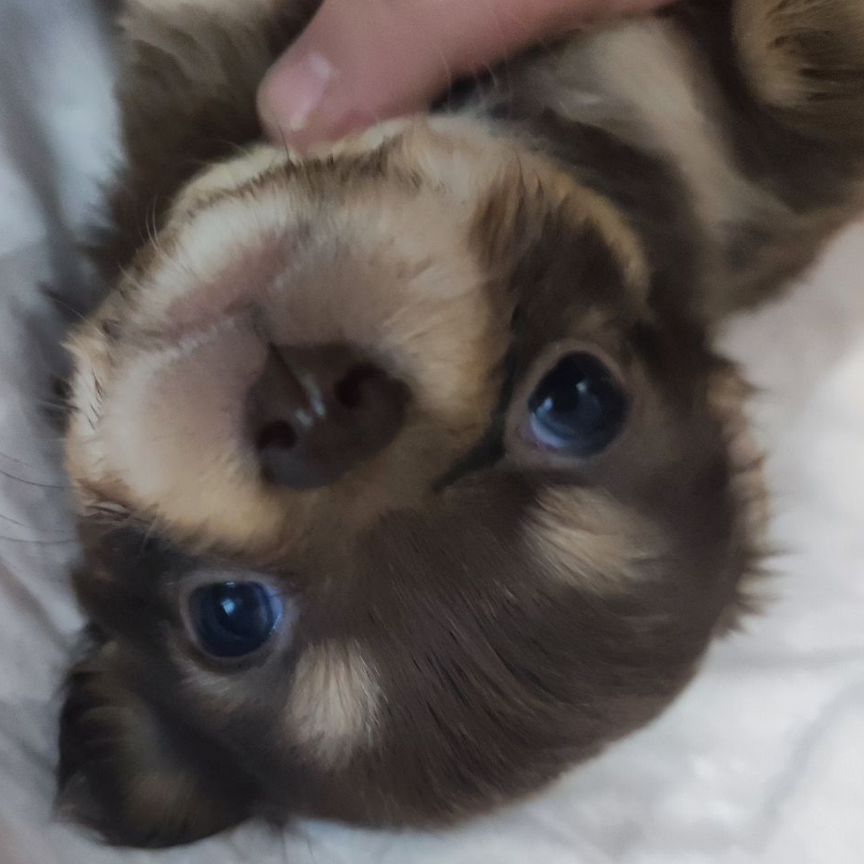 Чихуахуа, щенок