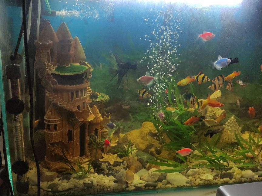 Аквариум рыбки