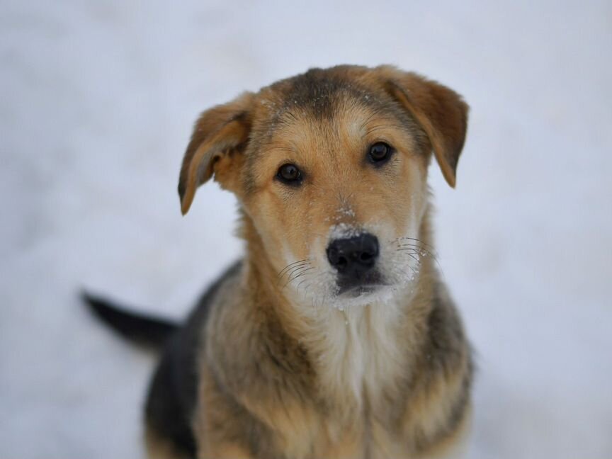 Ласковый щенок ищет дом