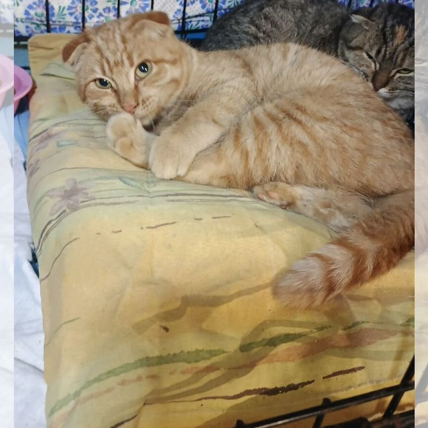 Шотландский вислоухий короткошёрстный котёнок