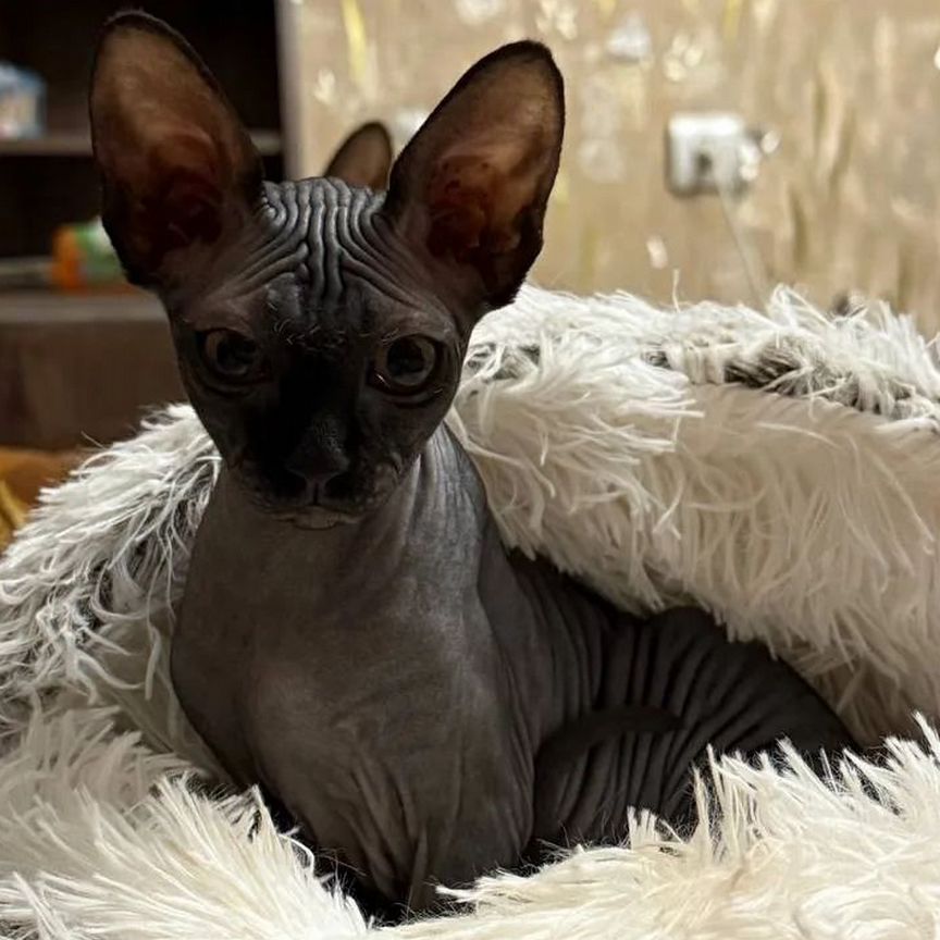 Канадский сфинкс, взрослая кошка