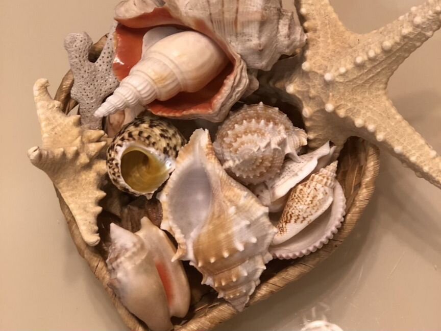 Набор морских ракушек
