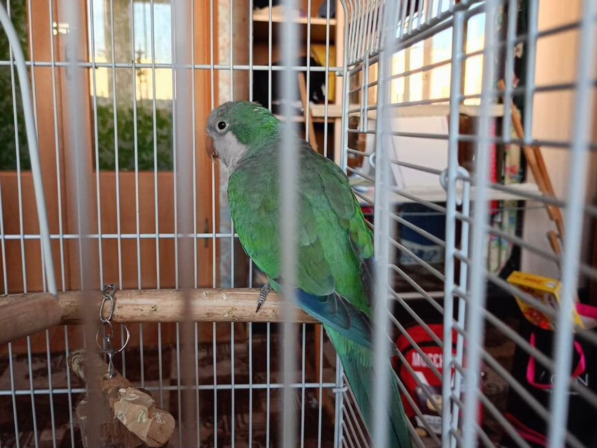 Попугай монах квакер