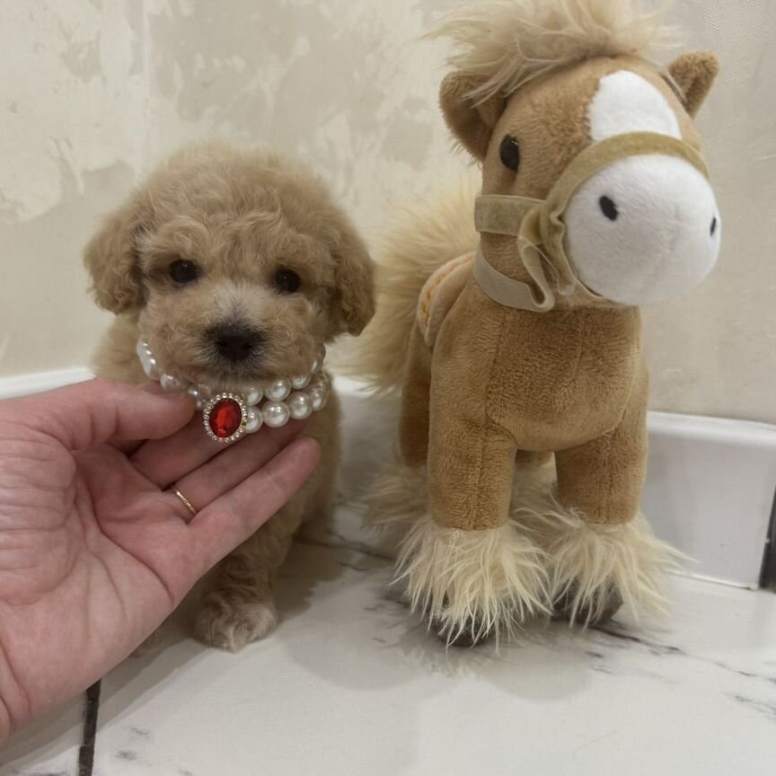 Мальтипу, щенок