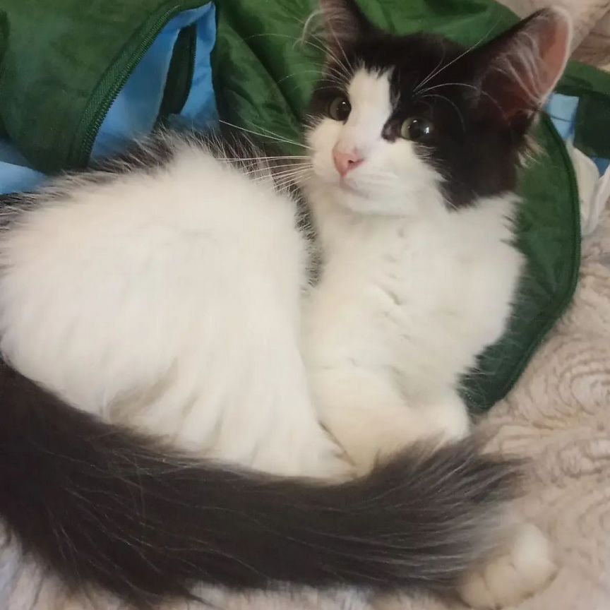 Котёнок в добрые руки