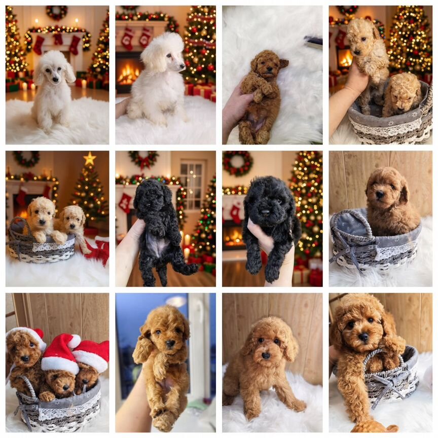 Той-пудель, щенок