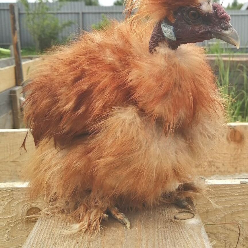 Петух китайский шелковый