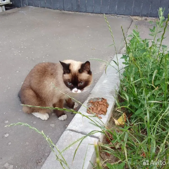 Сиамская кошка на улице плачет в дар в добрые руки