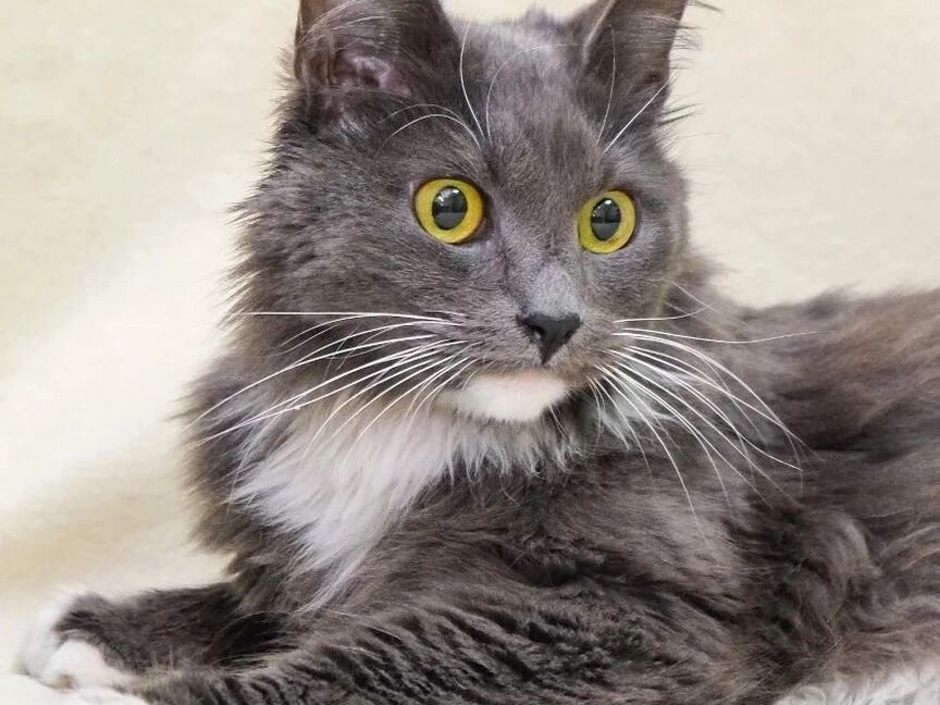 Юнита, кошечка из приюта