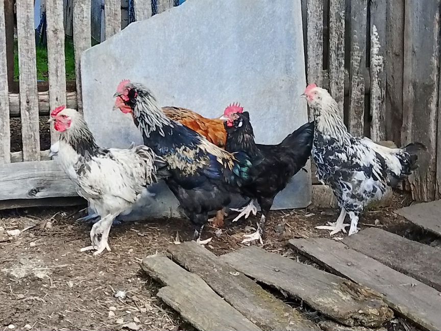 Петухи молодые