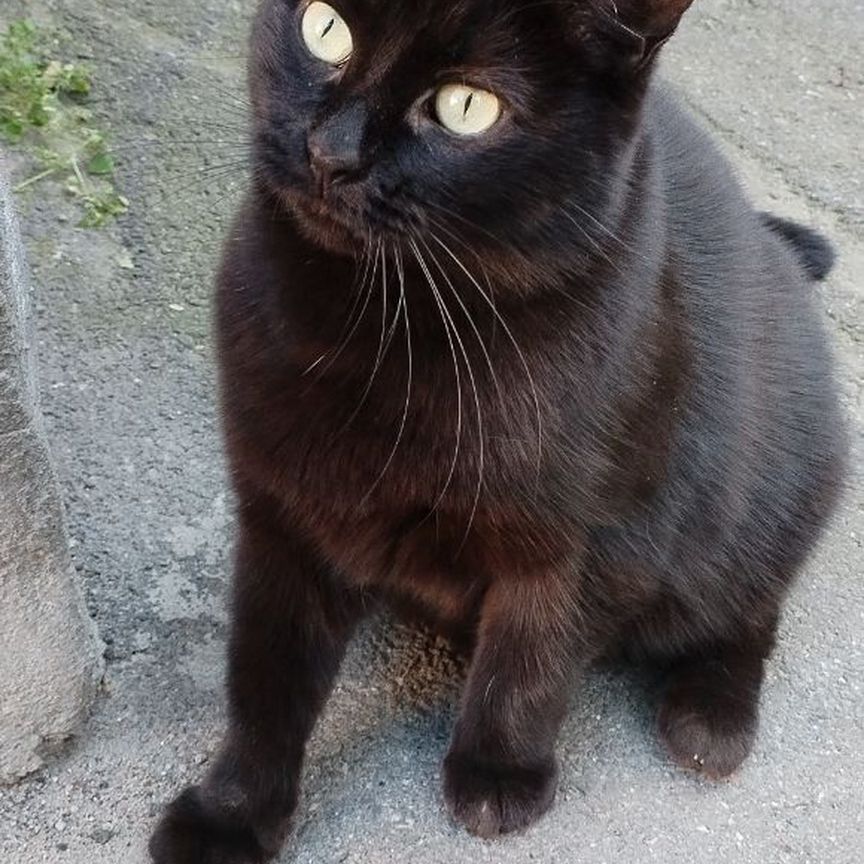 Ласковой малышке нужен дом или передержка