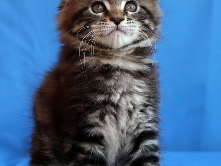 Котятки Мейн кунятки