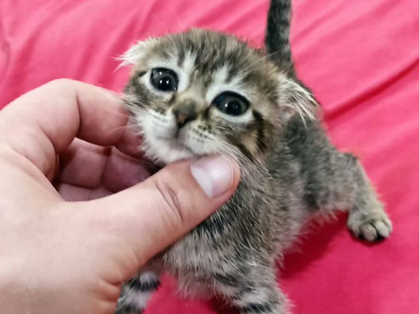 Кошки породистые бесплатно