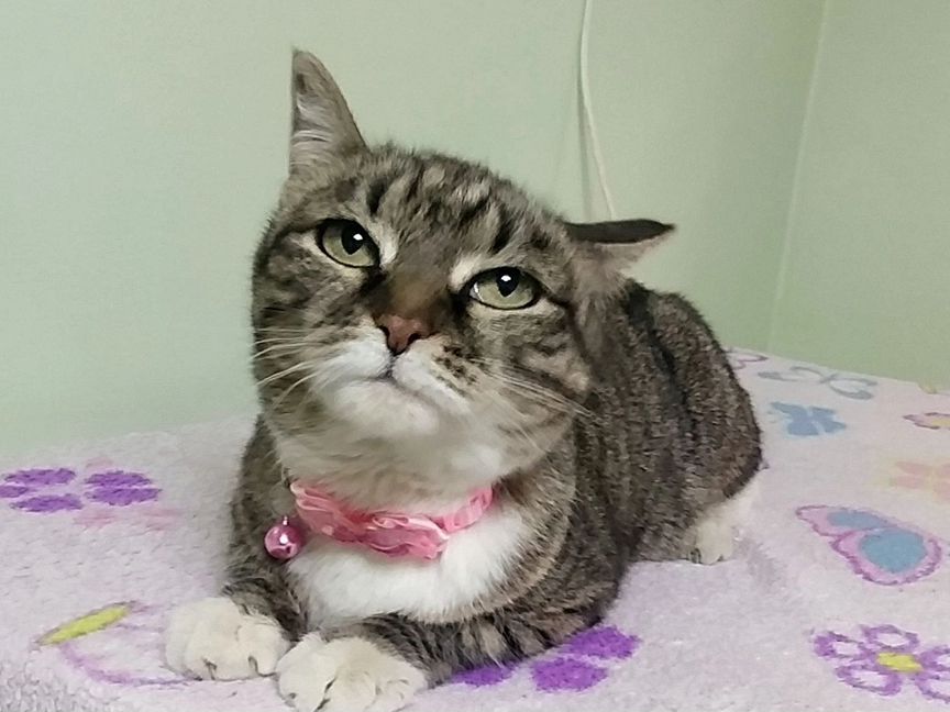 Кошечка