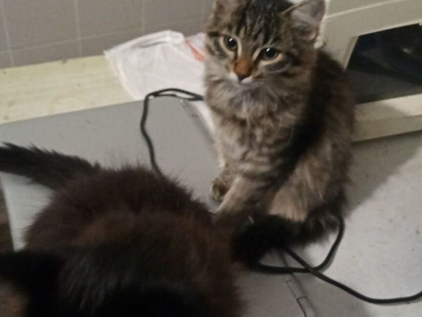 Продаются котята