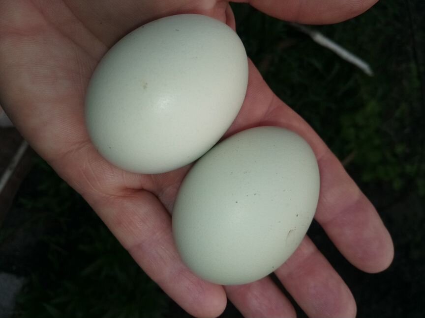 Инкубационное яйцо продажа