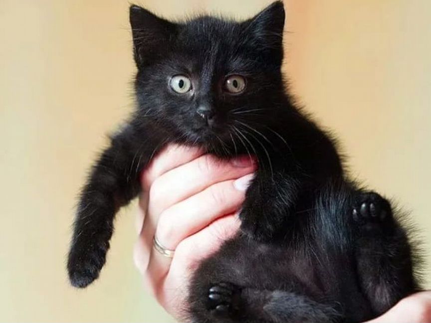 Баффи в добрые руки