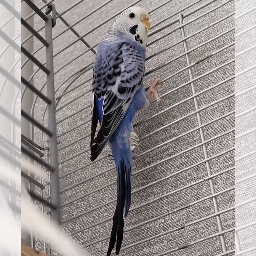 Волнистый попугай получех