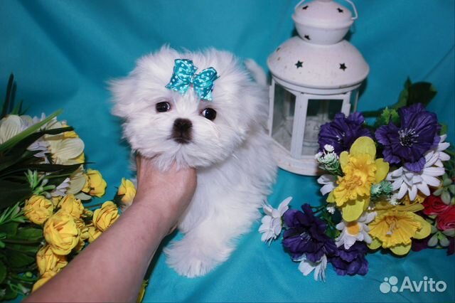 Кукольный беби-фейс мальчик 3 мес