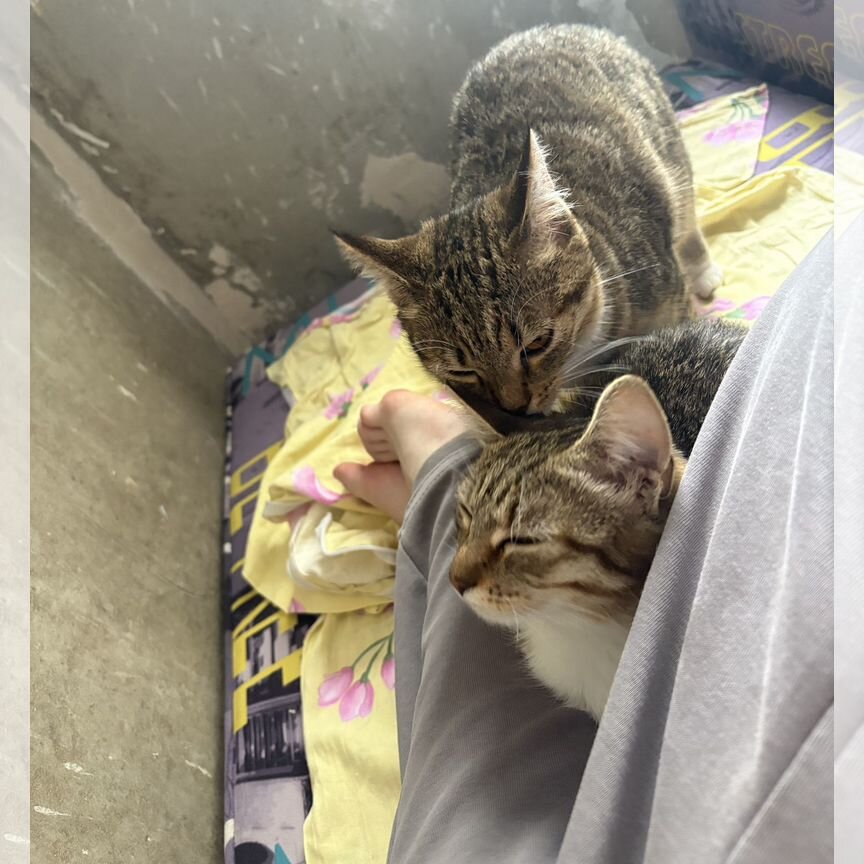 Отдам котят в добрые руки