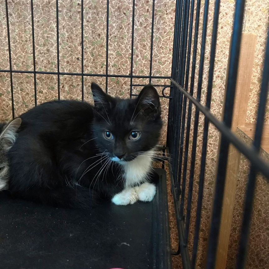 Котята ищут заботливых хозяев